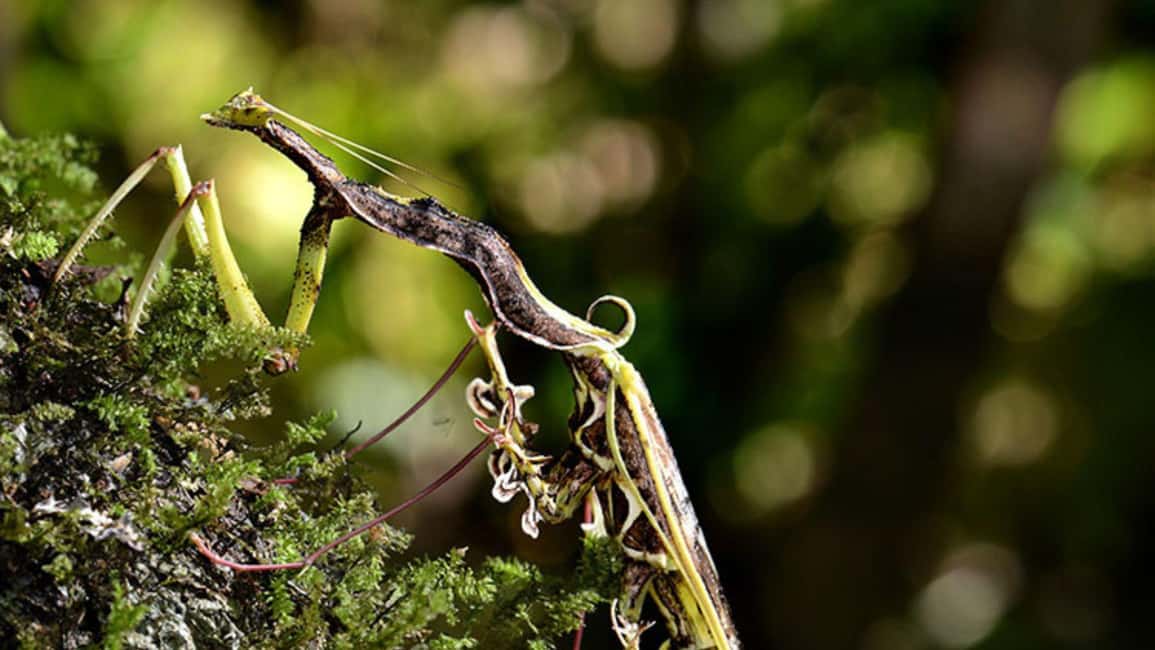 Lahad Datu: 3-Day Danum Valley Rainforest Adventure | GetYourGuide