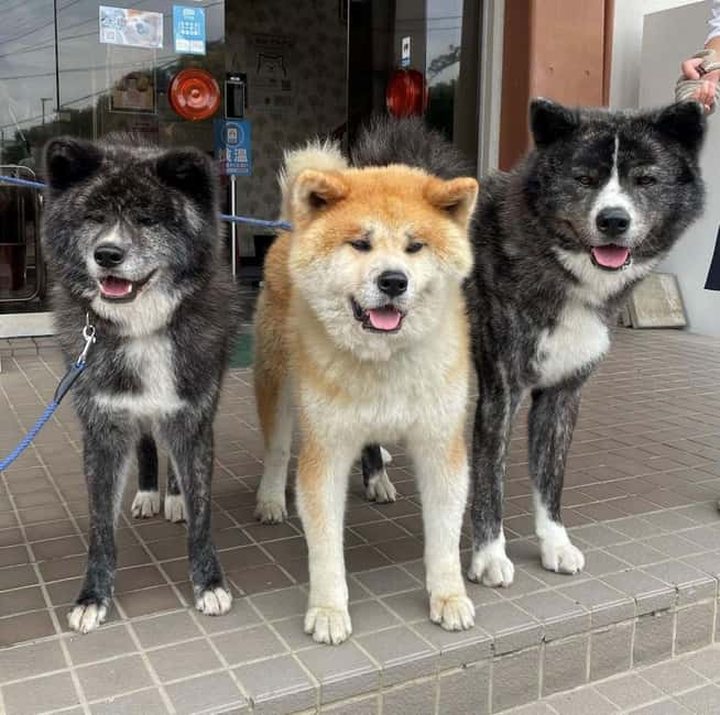 Akita: AKITA DOG DAY! A day tour by public transport | GetYourGuide