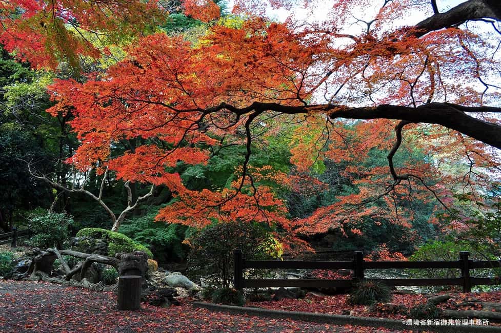 Tokyo: Shinjuku Gyoen Autumn Leaves Stroll (Entry Included) | GetYourGuide