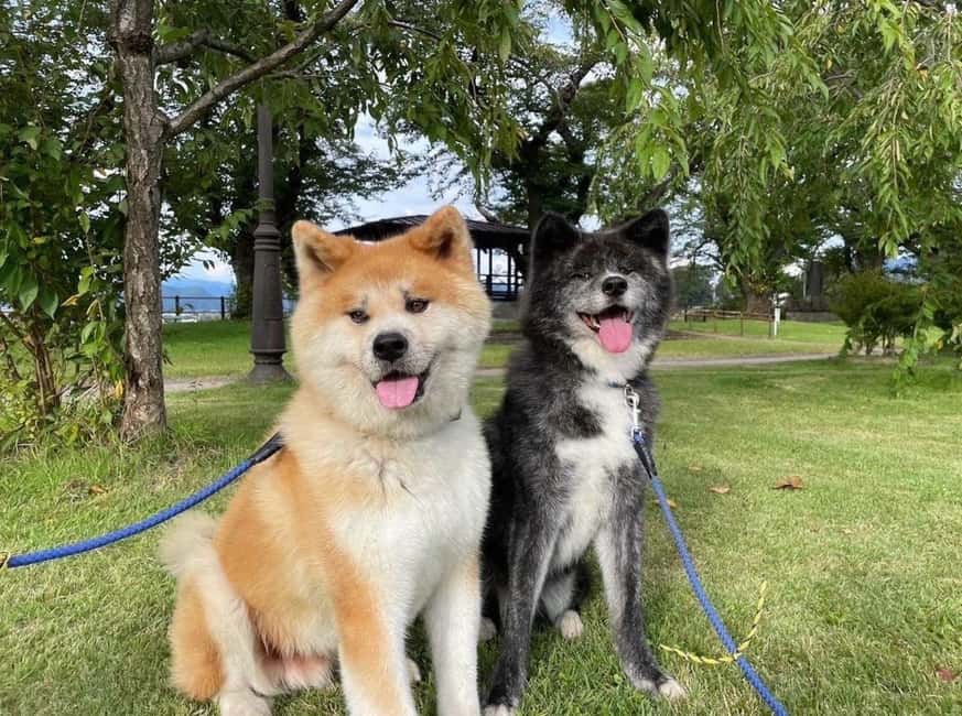 Akita: AKITA DOG DAY! A day tour by public transport | GetYourGuide