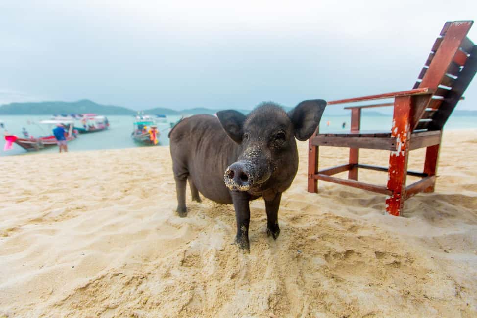 Koh Samui: Pink Dolphin Spotting & Pig Island Speedboat Tour | GetYourGuide