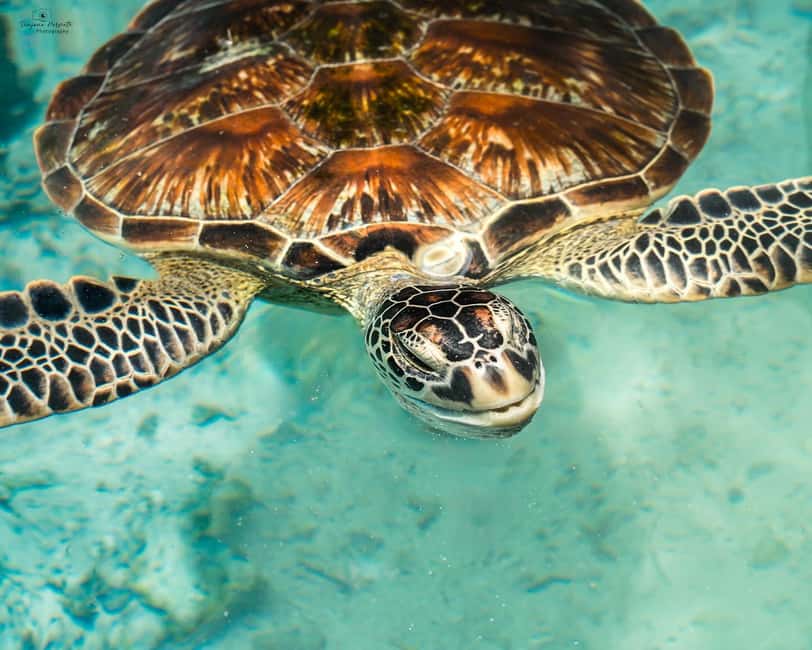 Zanzibar: Sea Turtle Swim at Salam Cave in Kizimkazi Village | GetYourGuide