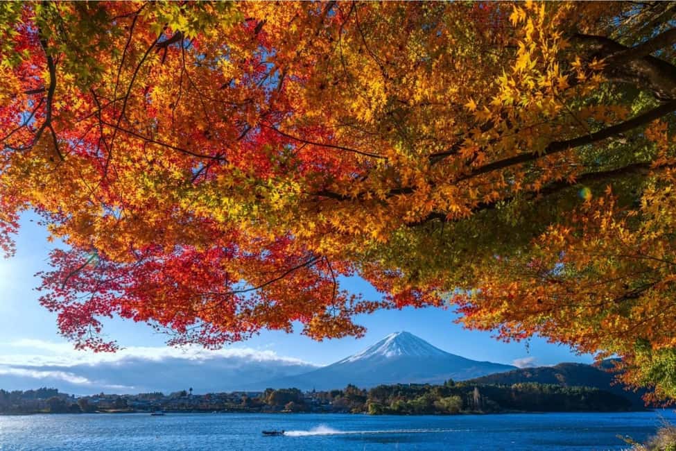 Tokyo: Mt. Fuji 6 Attractions: Lake Kawaguchi, Oshino Hakkai | GetYourGuide