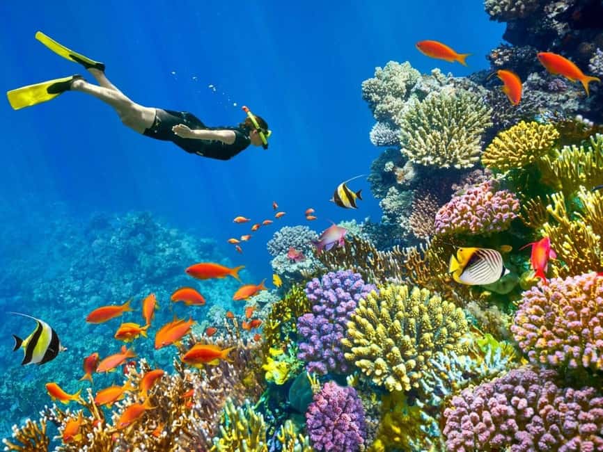 Sharm El Sheikh: Red Sea Scuba Diving Experience | GetYourGuide