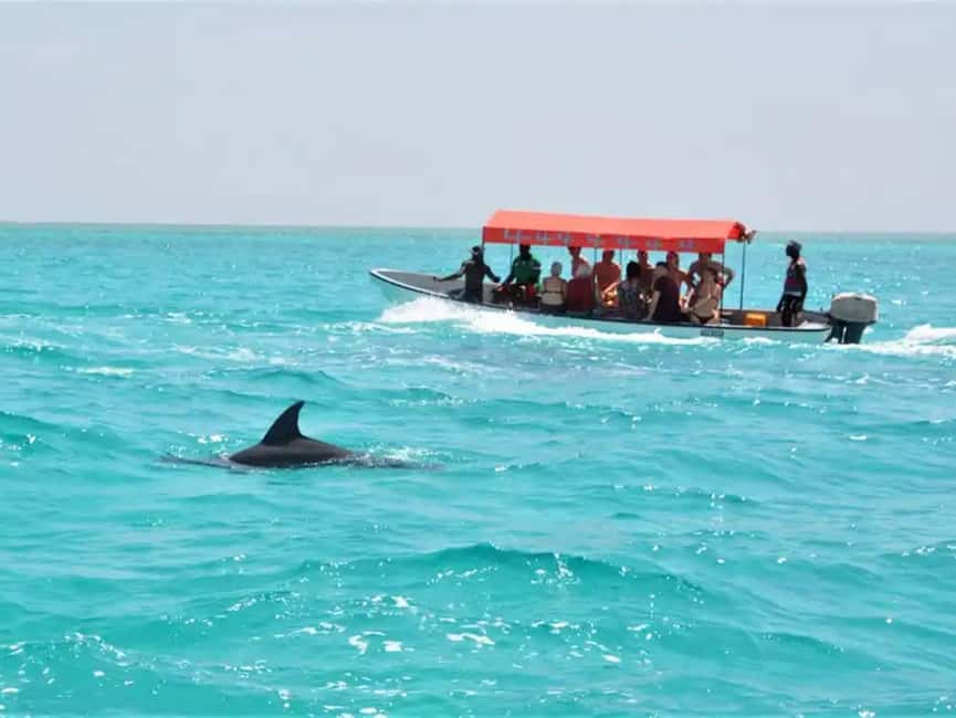Dolphin Tour at Mnemba, Lagoon Aquarium & Kiwengwa Beach. | GetYourGuide