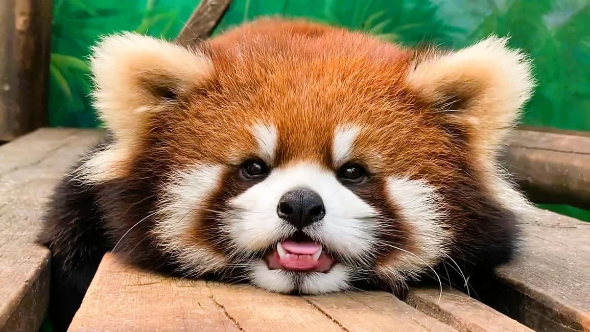 Macau: Private Tour with Red Panda and Fun Vegetarian Lunch | GetYourGuide