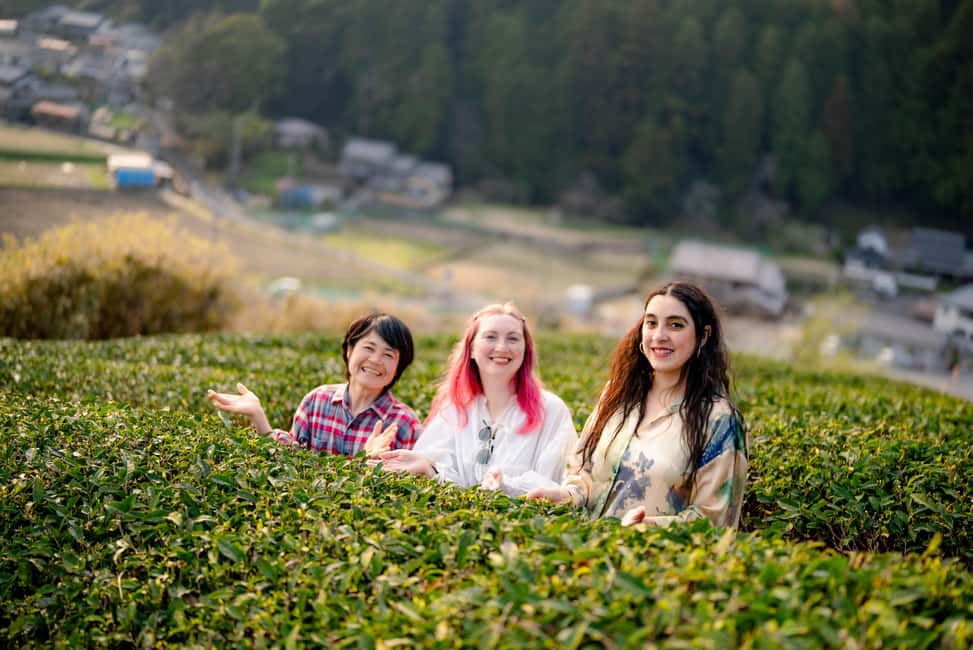 Nara: Organic Tea Farm Tour with Roasting Experience | GetYourGuide