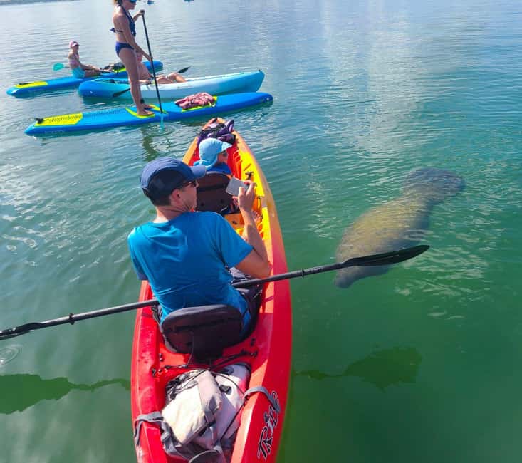 Siesta Key: Mangrove Kayak or Paddleboard Tour | GetYourGuide
