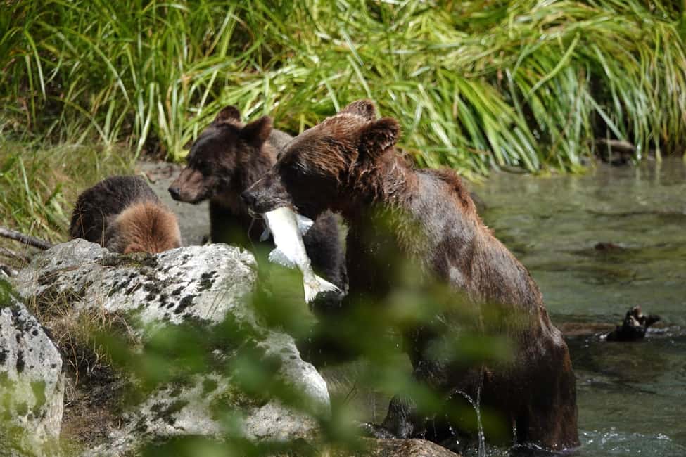 Campbell River: Bute Inlet Grizzly-Watching Tour & Boat Ride | GetYourGuide