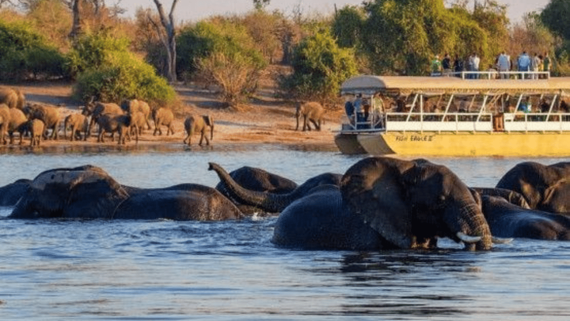 3-Day Chobe Midrange Safari with Boat and Game Drives | GetYourGuide