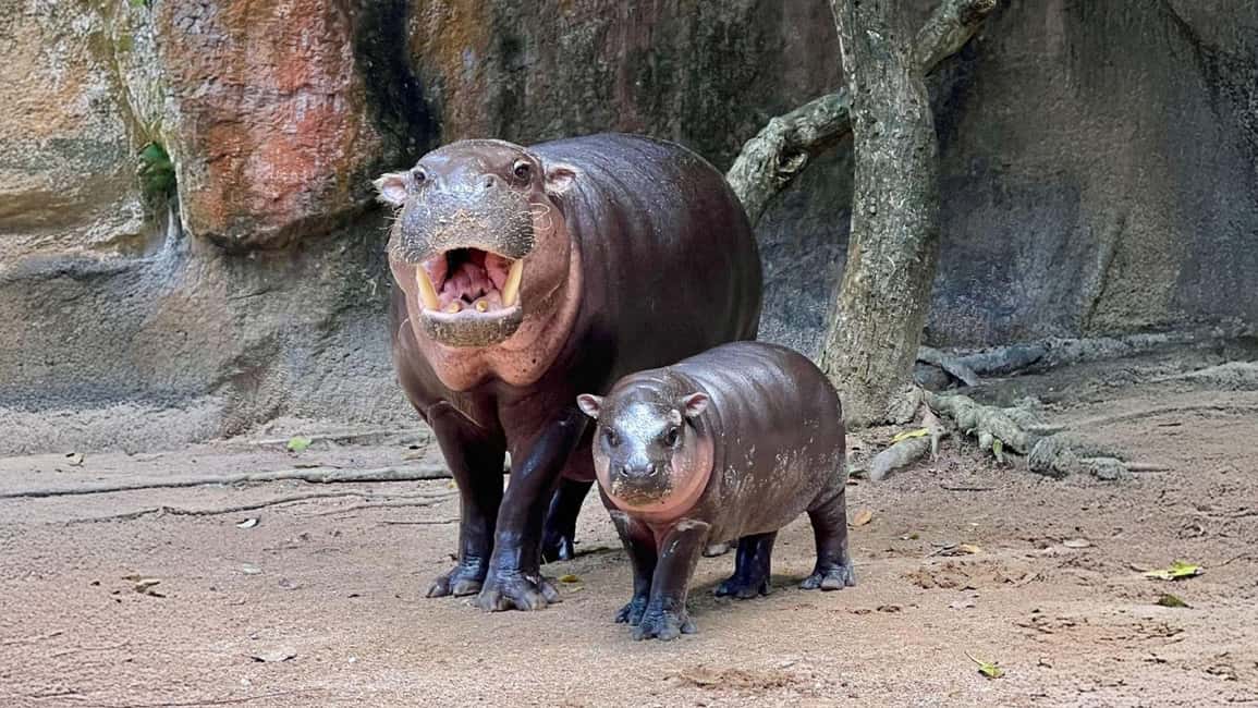 From Bangkok: Khao Kheow Open Zoo (Moodeng) Private Transfer | GetYourGuide