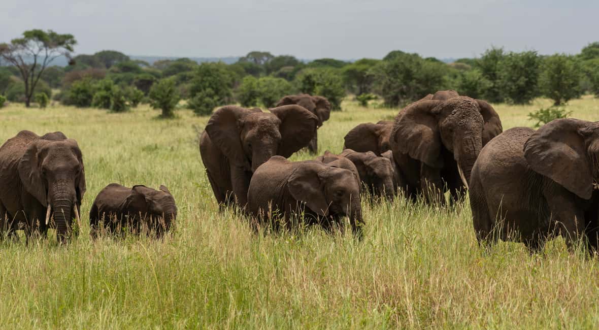 4-Day Lake Manyara and Ngorongoro Crater Safari | GetYourGuide
