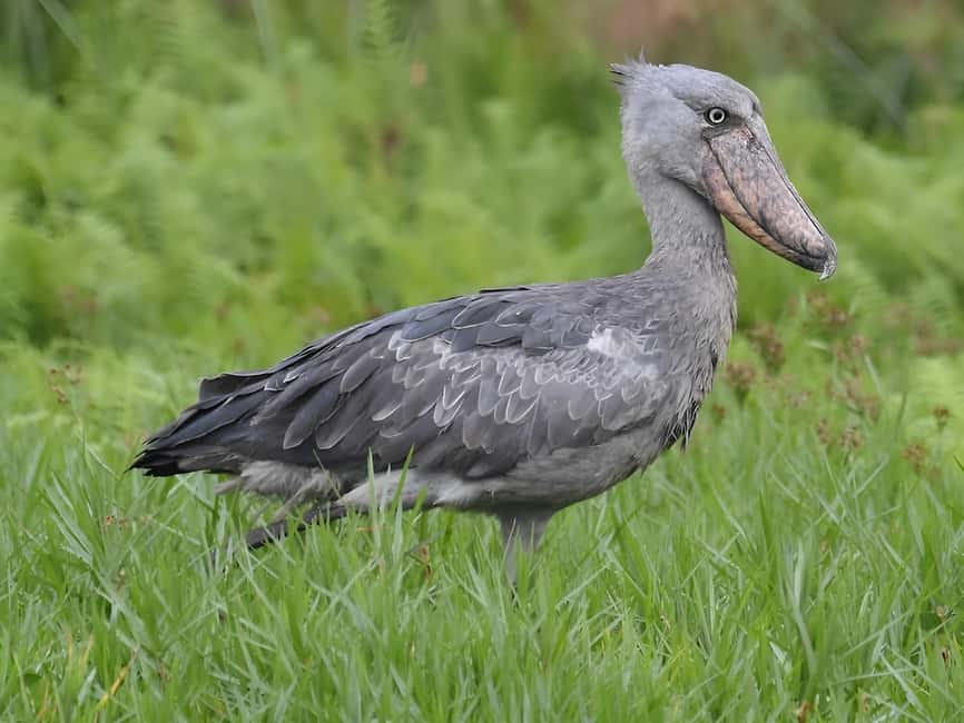 Entebbe:Shoebill Birdwatching Tour at Mabamba Swamp | GetYourGuide