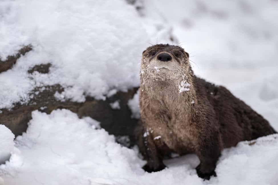 Montreal: Ecomuseum Zoo Entry Ticket | GetYourGuide