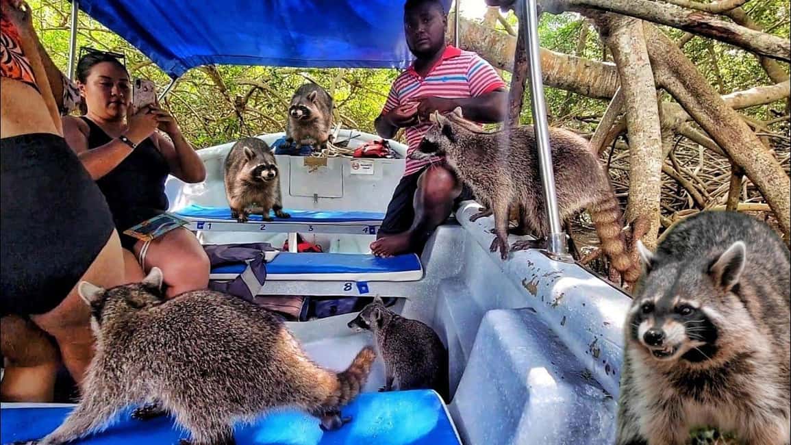 Cartagena: Raccoon Island Snorkel, Mangrove, Photos & Lunch | GetYourGuide