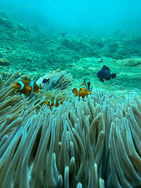 Bali : Les points forts du lagon bleu : plongée avec masque et tuba à ...