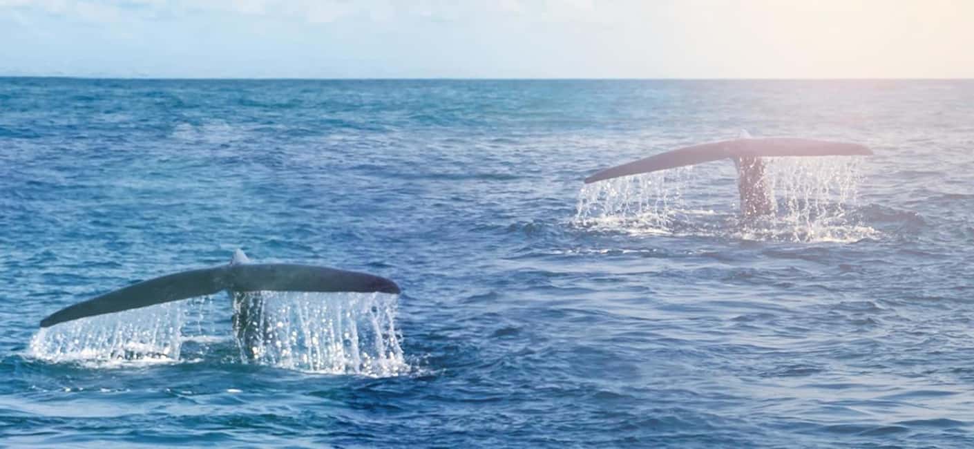 Whale Route Full Day Tour | GetYourGuide
