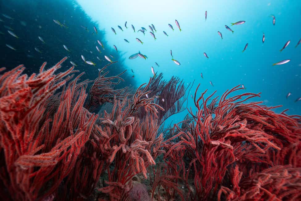 Koh Lipe: Advanced Diver Course - Explore Deeper (30 meters) | GetYourGuide