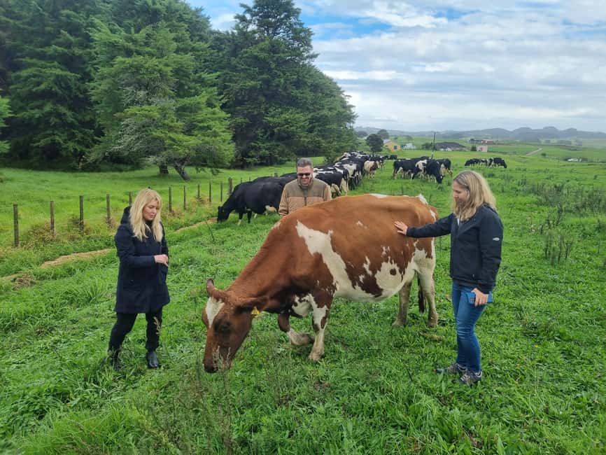 Sheep & Beef Working Farm Private Tour | GetYourGuide