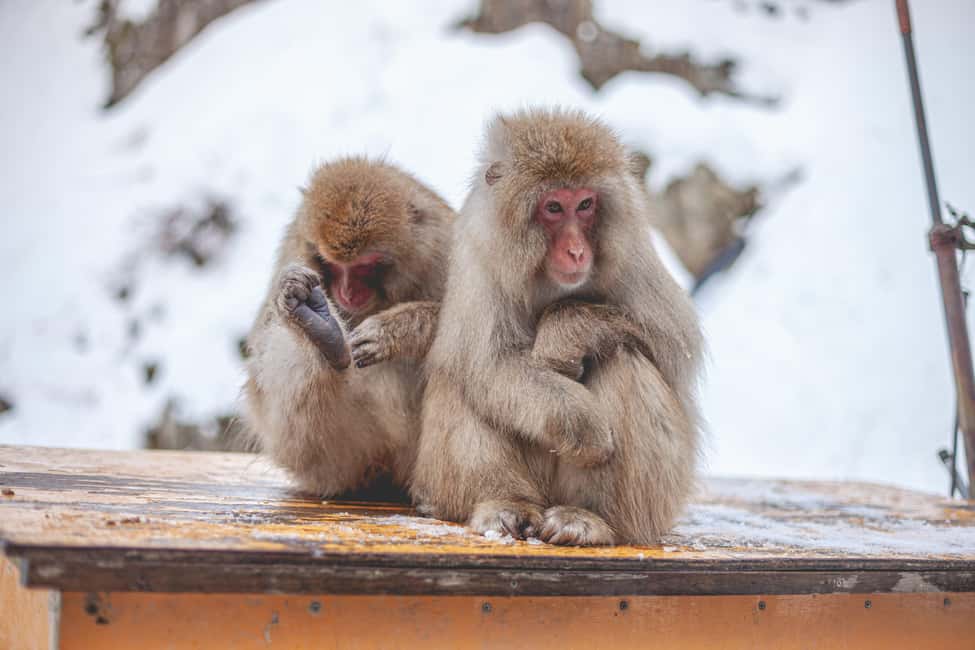 From Tokyo: Snow Monkeys and Zenkoji Temple Day Trip | GetYourGuide