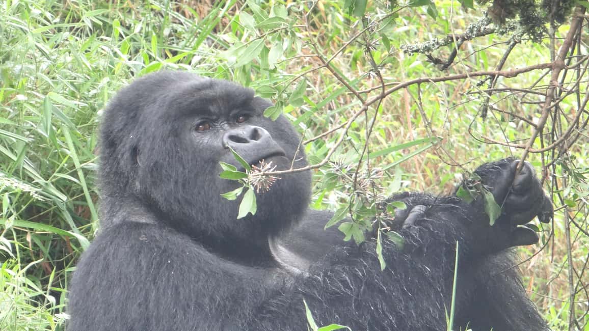 From Kigali: 2-Day Gorilla Trek in Bwindi | GetYourGuide