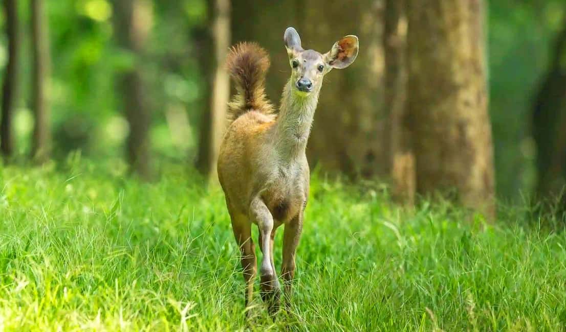 Coimbatore Day Tour: Forest, Wildlife & Hill Station Trip | GetYourGuide