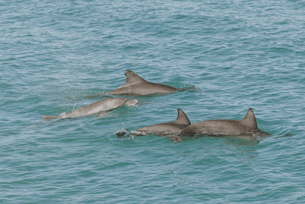Broome: Snubfin Dolphin Cruises | GetYourGuide