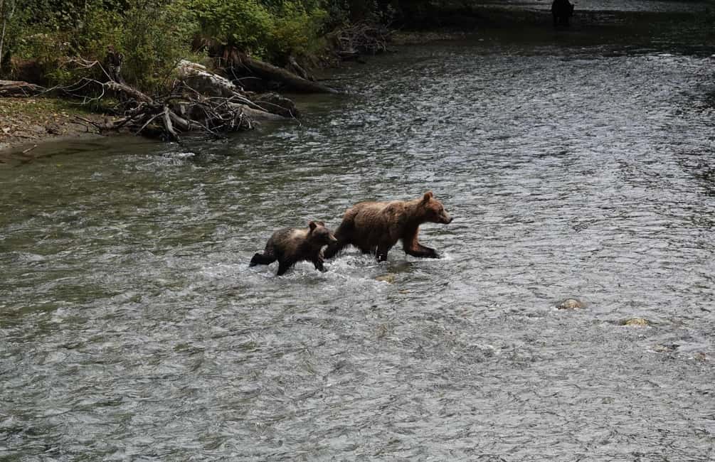 Campbell River: Bute Inlet Grizzly-Watching Tour & Boat Ride | GetYourGuide