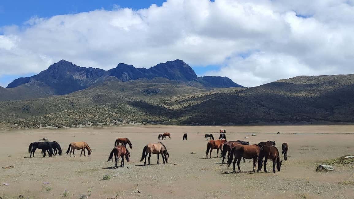 Cotopaxi Volcano: Visit from Quito, Alpaca, Lagoon and volcanoes ...