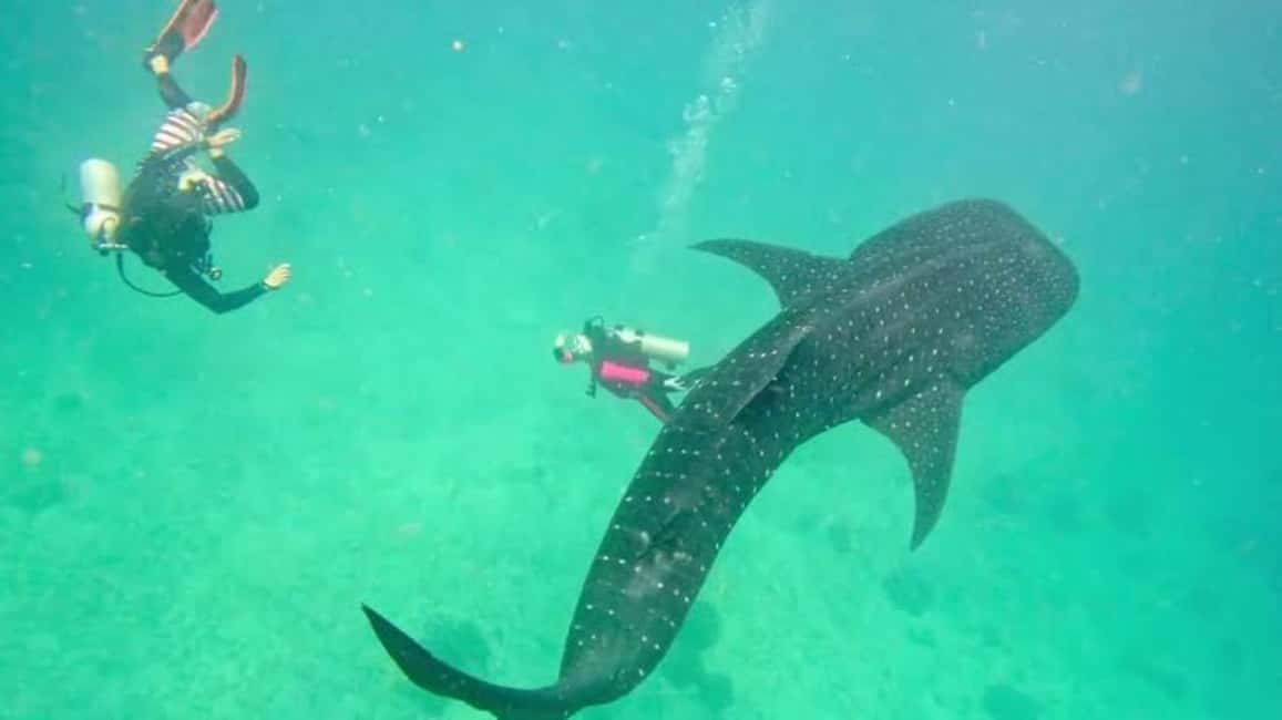 Oslob Cebu: Whaleshark Scuba Diving & Sumilon Sanctuary | GetYourGuide