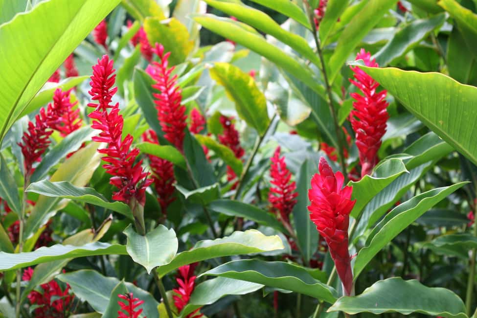 Oahu: Circle Island Tour with Lunch & Waimea Waterfall | GetYourGuide