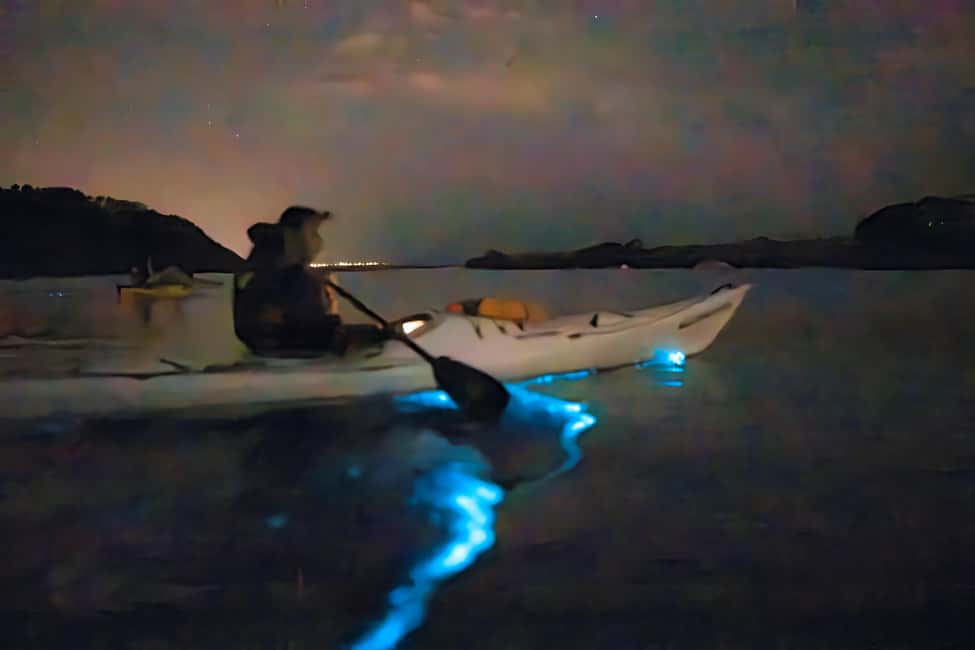 Auckland: Bioluminescence Kayak Tour | GetYourGuide