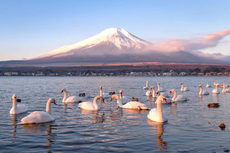 Tokyo: Mt. Fuji & Lake Kawaguchi Small Group Tour - 6 Spots | GetYourGuide