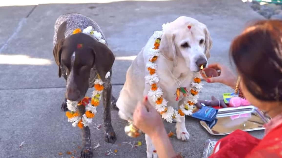 Kathmandu: Kukur Tihar Festival Tour with Local Family | GetYourGuide