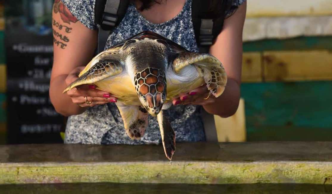 Madu River Safari & Turtle Hatchery from Colombo | GetYourGuide