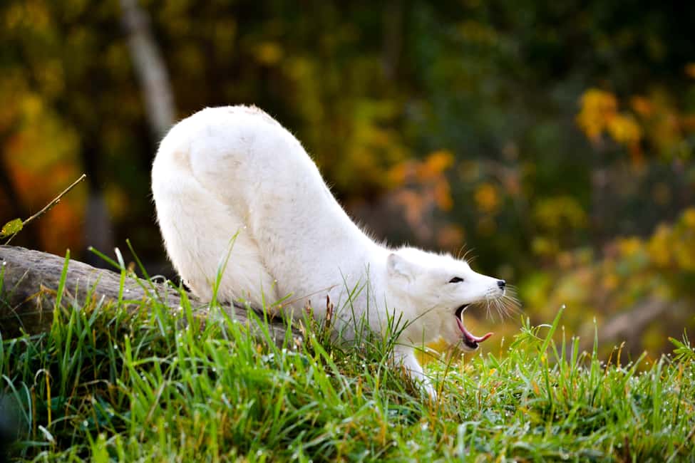 Montreal: Ecomuseum Zoo Entry Ticket | GetYourGuide