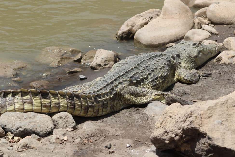 Addis Ababa: 2-Day Awash National Park Tour & Hot Springs | GetYourGuide