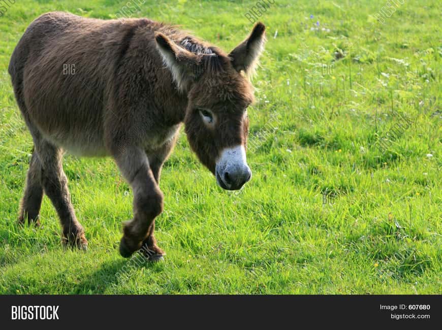 Antalya Region Farm Horse, Camel, and Donkey Riding Experience ...