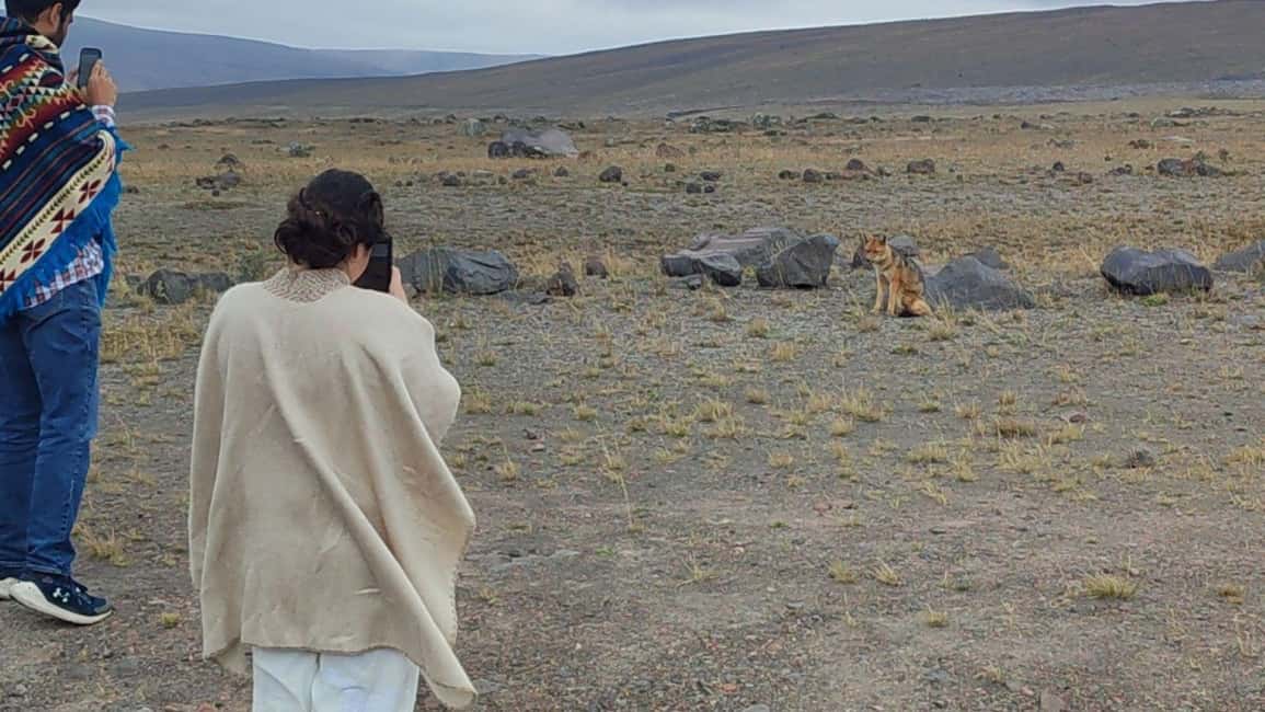Cotopaxi Volcano: Visit from Quito, Alpaca, Lagoon and volcanoes ...