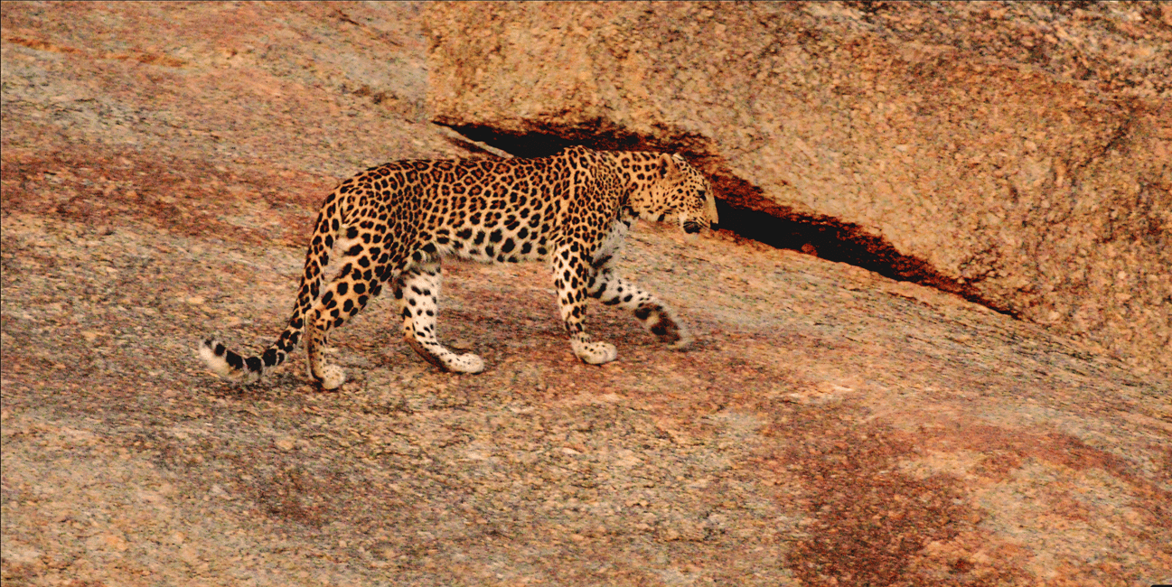 Safari cu leoparzi în Jawai Aventură cu ghid în mașină 4x4 Gypsy ...