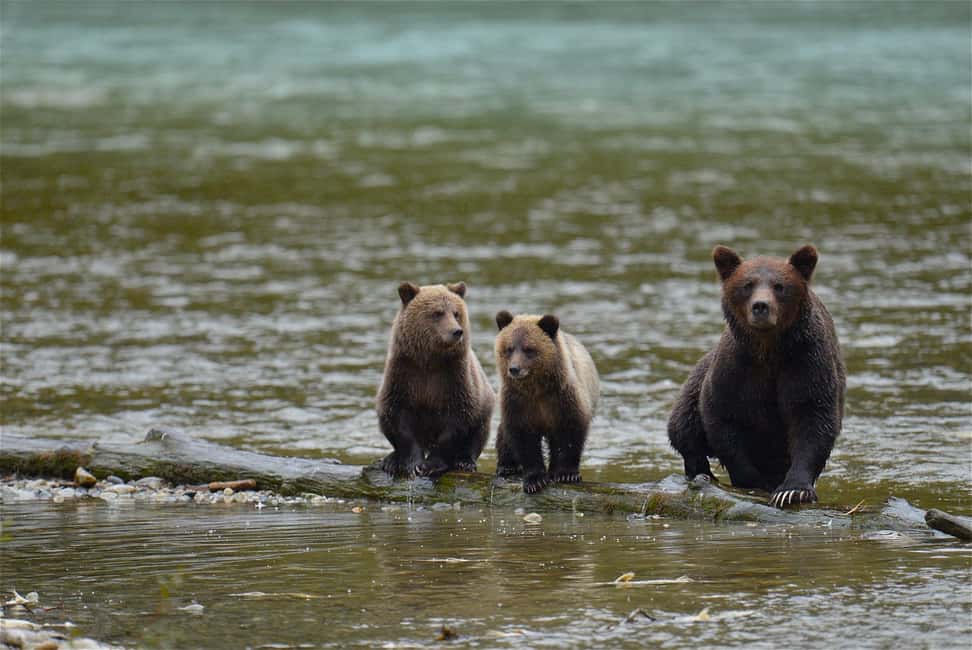 Campbell River: Bute Inlet Grizzly-Watching Tour & Boat Ride | GetYourGuide