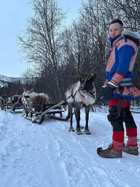 Reindeer ride | GetYourGuide
