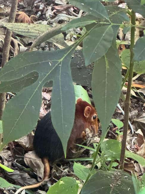 ZANZIBAR: Jozani Forest Red Monkeys & Maalum Cave Swimming | GetYourGuide