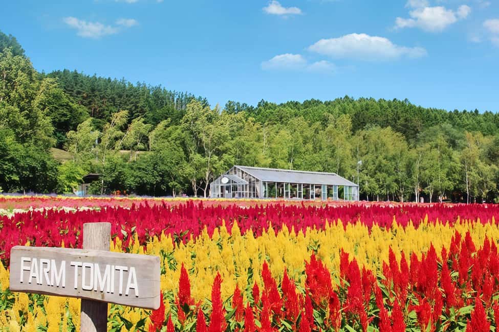 Hokkaido Golden Autumn: Furano & Biei Blue Pond from Sapporo | GetYourGuide