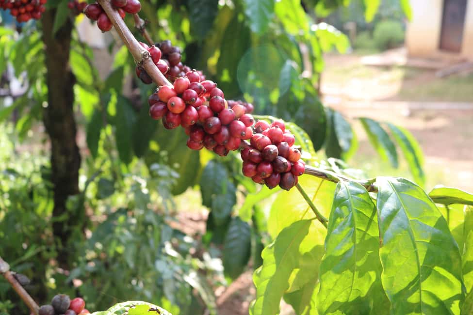 Coorg: Mercara Gold Estate Coffee/Spice Farm and Museum Tour | GetYourGuide
