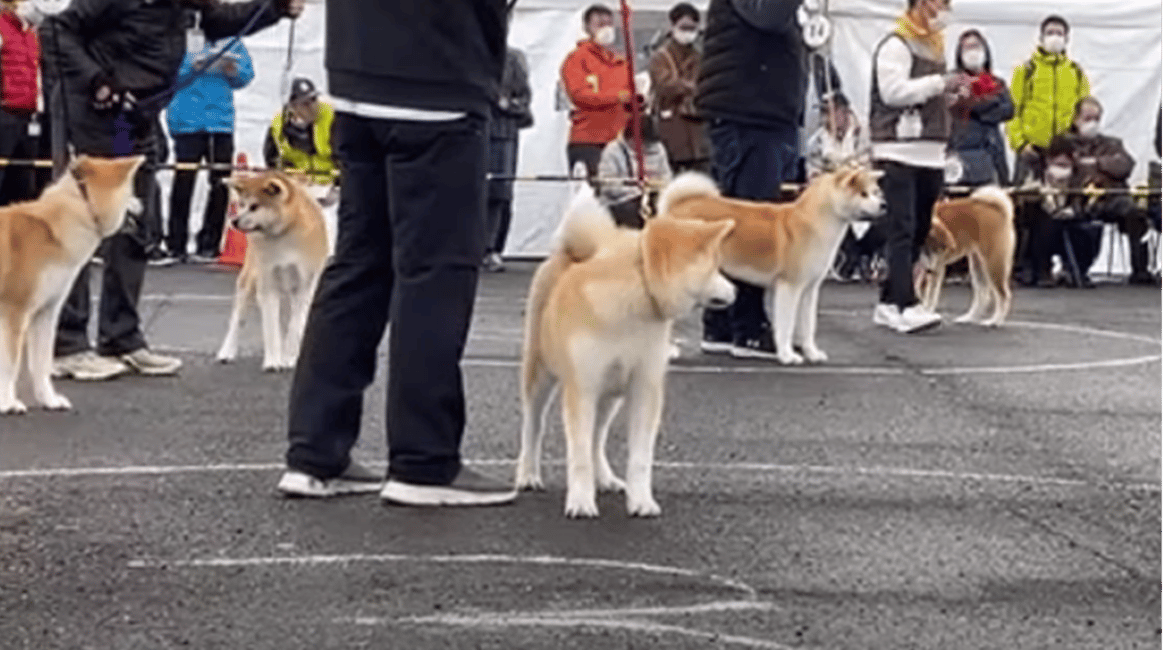 Akita: AKITA DOG DAY! A day tour by public transport | GetYourGuide