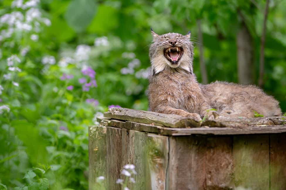 Montreal: Ecomuseum Zoo Entry Ticket | GetYourGuide