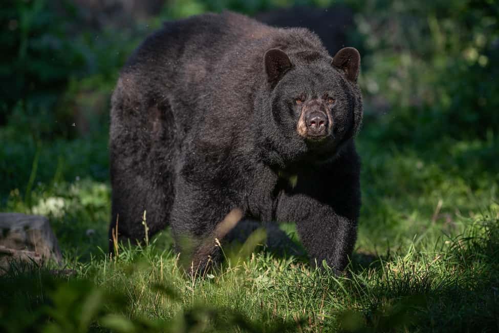 Montreal: Ecomuseum Zoo Entry Ticket | GetYourGuide