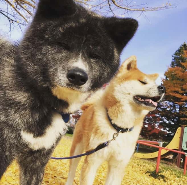 Akita: AKITA DOG DAY! A day tour by public transport | GetYourGuide