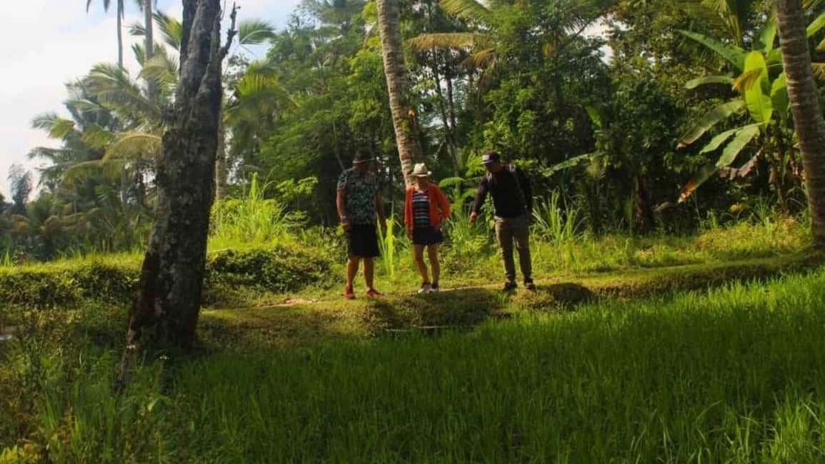 From Ubud: Evening Firefly Tour in Taro Village | GetYourGuide